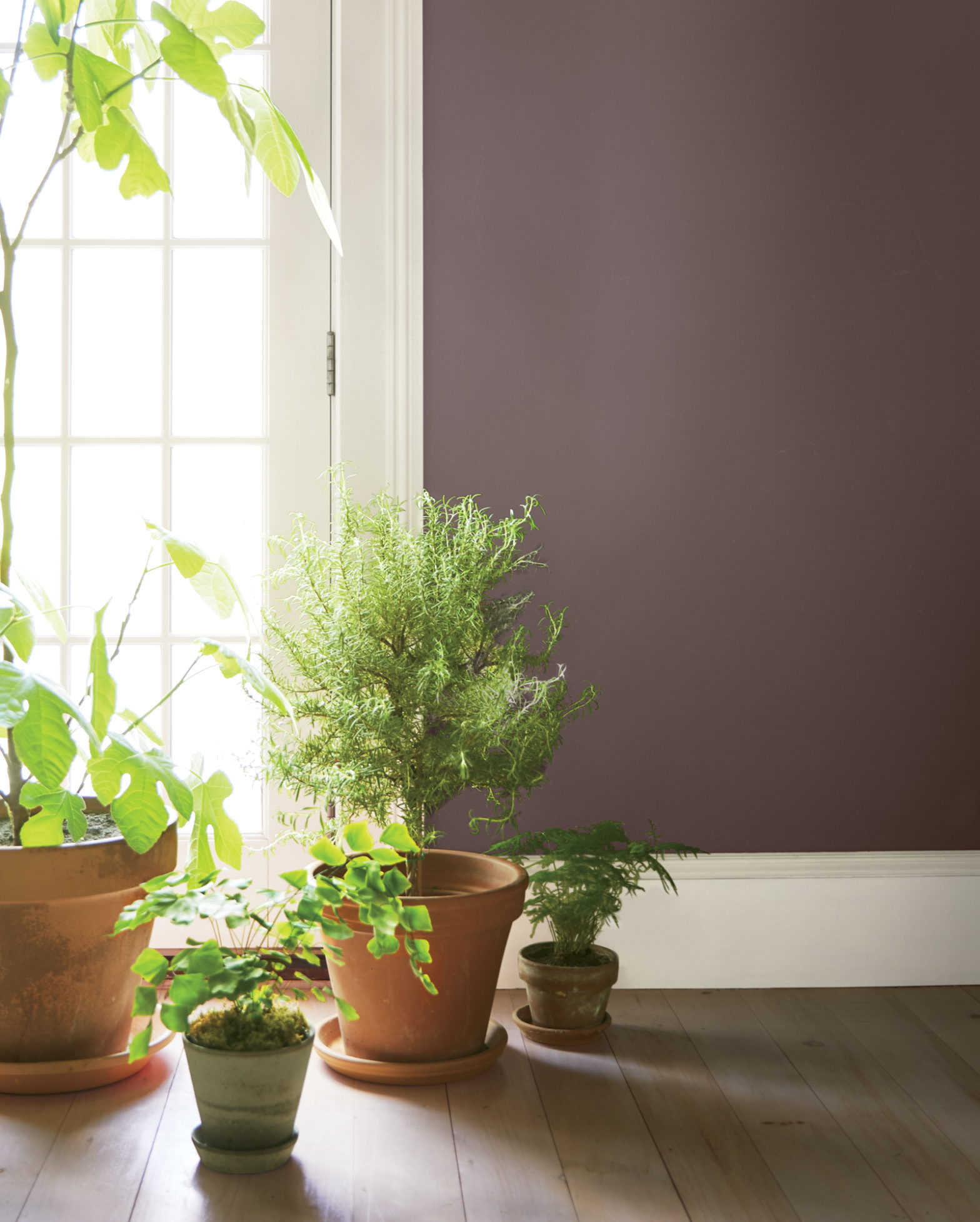 Benjamin Moore Colour of the Year 2021 - Claire Jefford